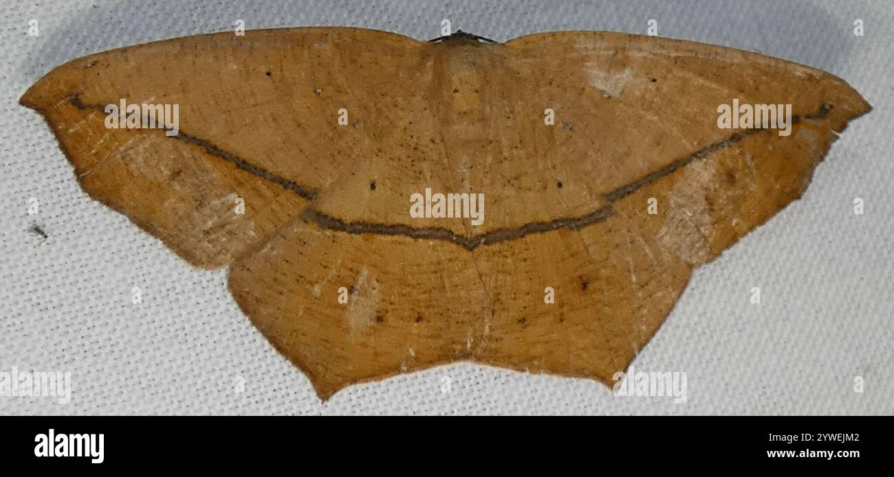 Large Maple Spanworm Moth (Prochoerodes lineola Stock Photo - Alamy