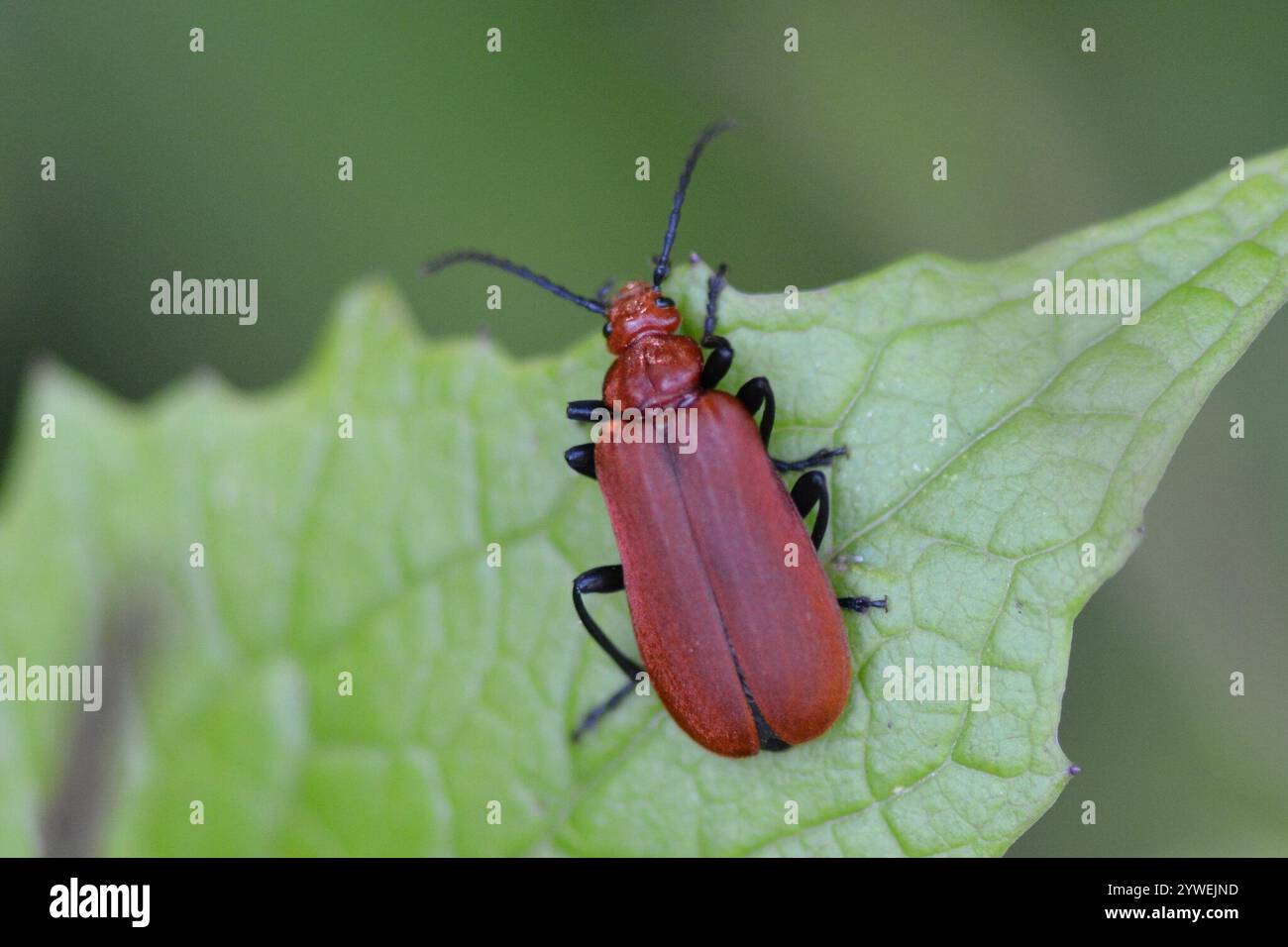 Common Cardinal Beetle (Pyrochroa serraticornis Stock Photo - Alamy