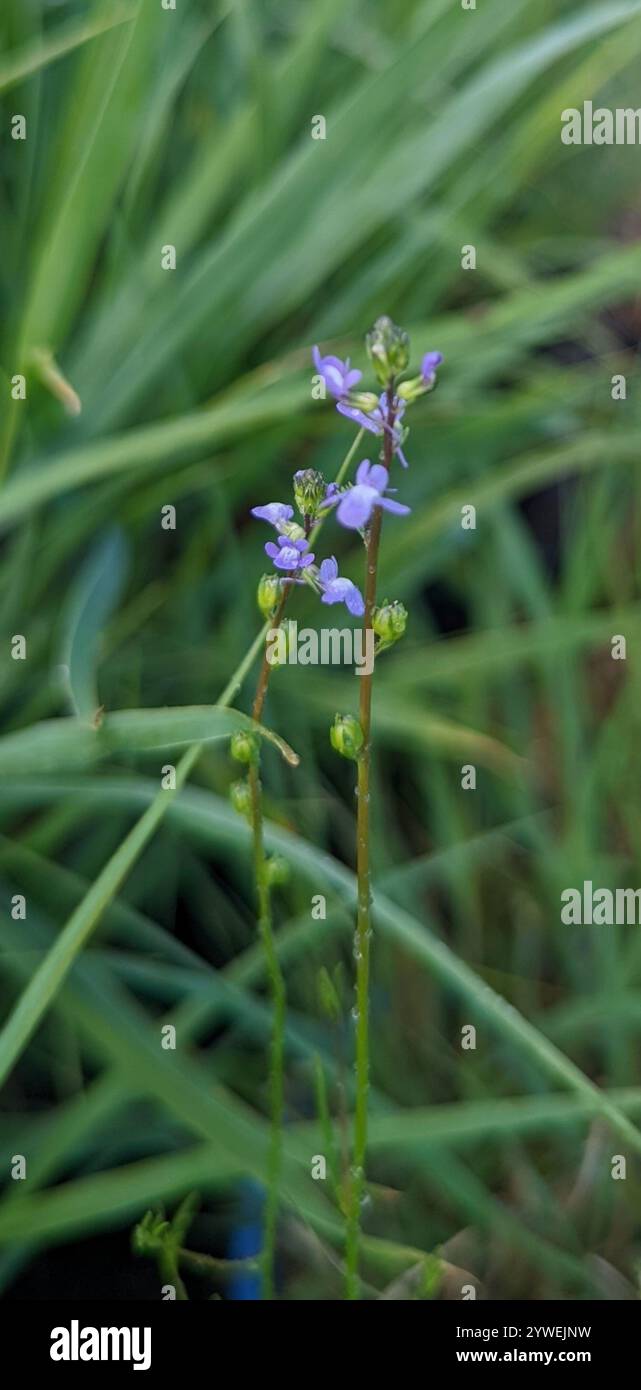 blue toadflax (Nuttallanthus canadensis Stock Photo - Alamy