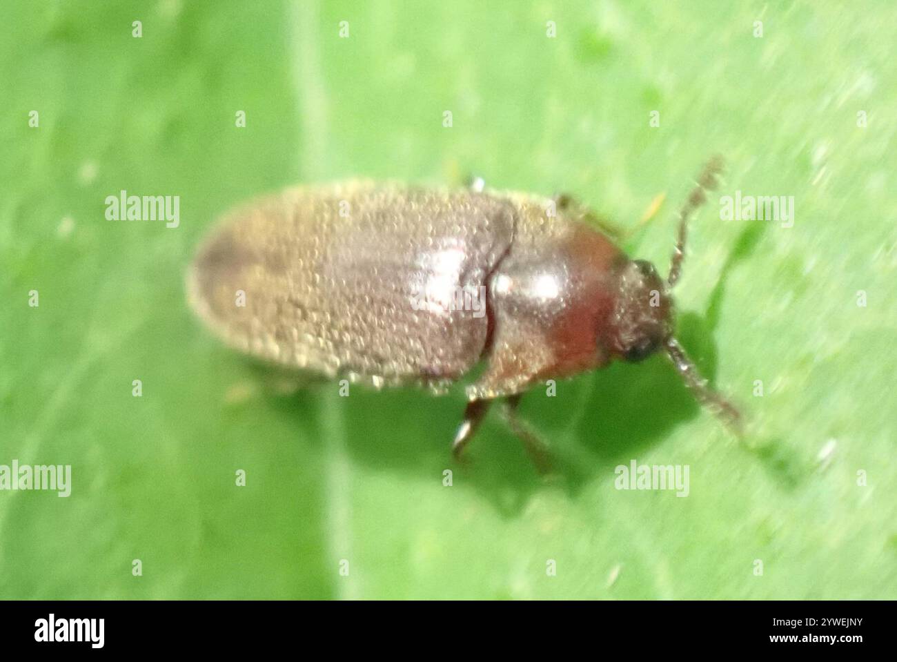 Small false click beetles (Throscidae Stock Photo - Alamy