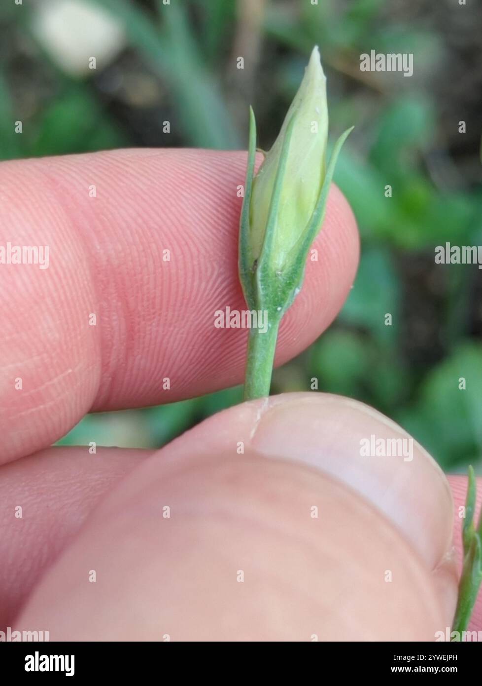 catchfly prairie gentian (Eustoma exaltatum Stock Photo - Alamy