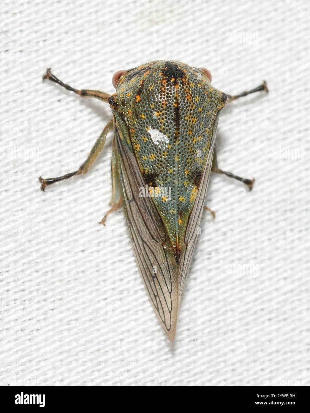 Oak Treehopper (Platycotis vittata Stock Photo - Alamy