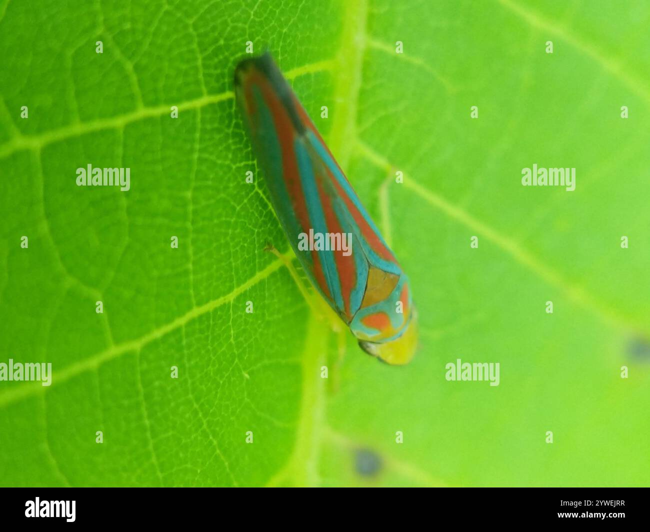 Red-banded Leafhopper (Graphocephala coccinea Stock Photo - Alamy