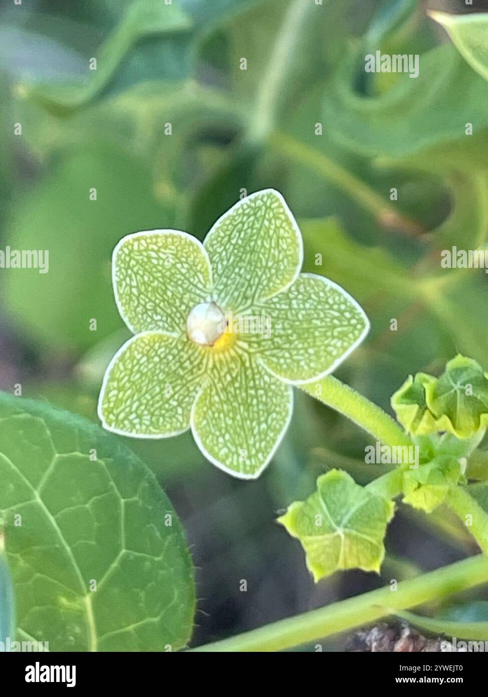 Pearl Milkweed (Matelea reticulata Stock Photo - Alamy