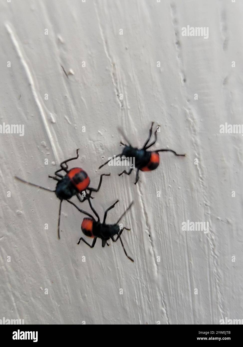 Florida Predatory Stink Bug (Euthyrhynchus floridanus Stock Photo - Alamy