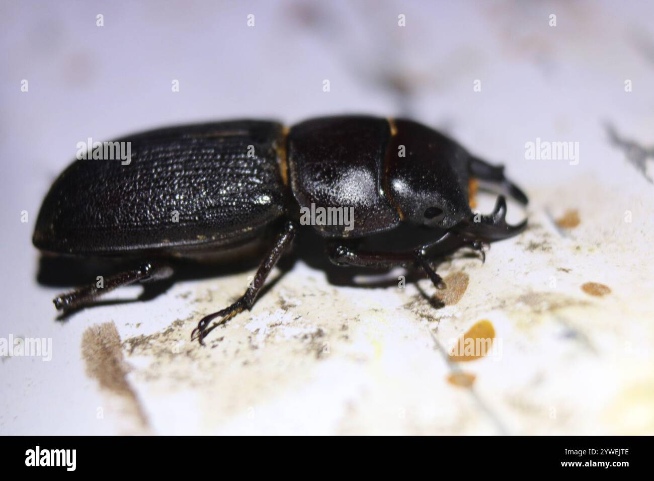 Antelope Beetle (Dorcus parallelus Stock Photo - Alamy