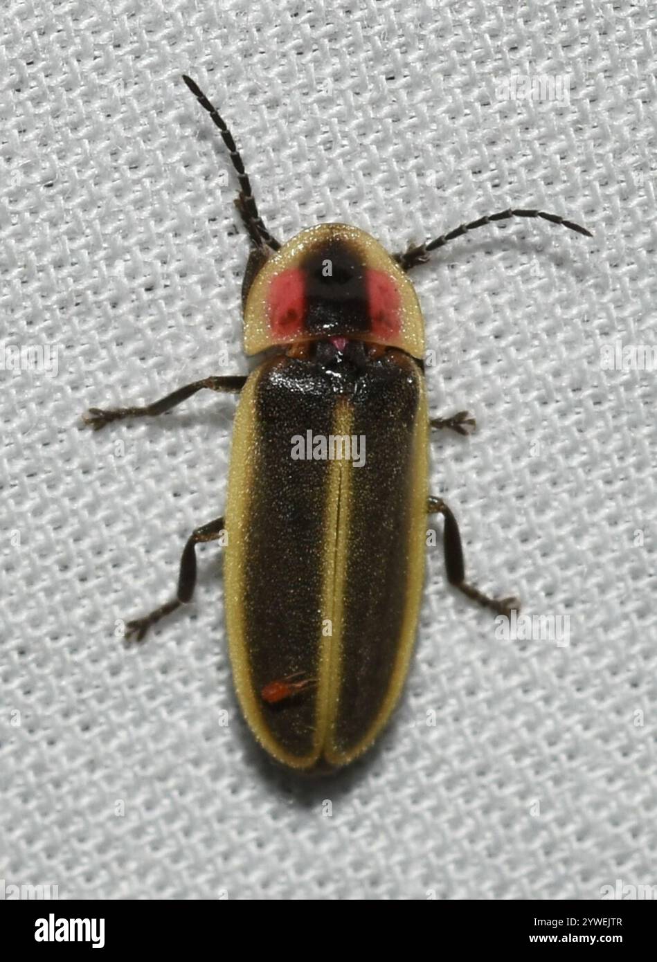 Common Eastern Firefly (Photinus pyralis Stock Photo - Alamy