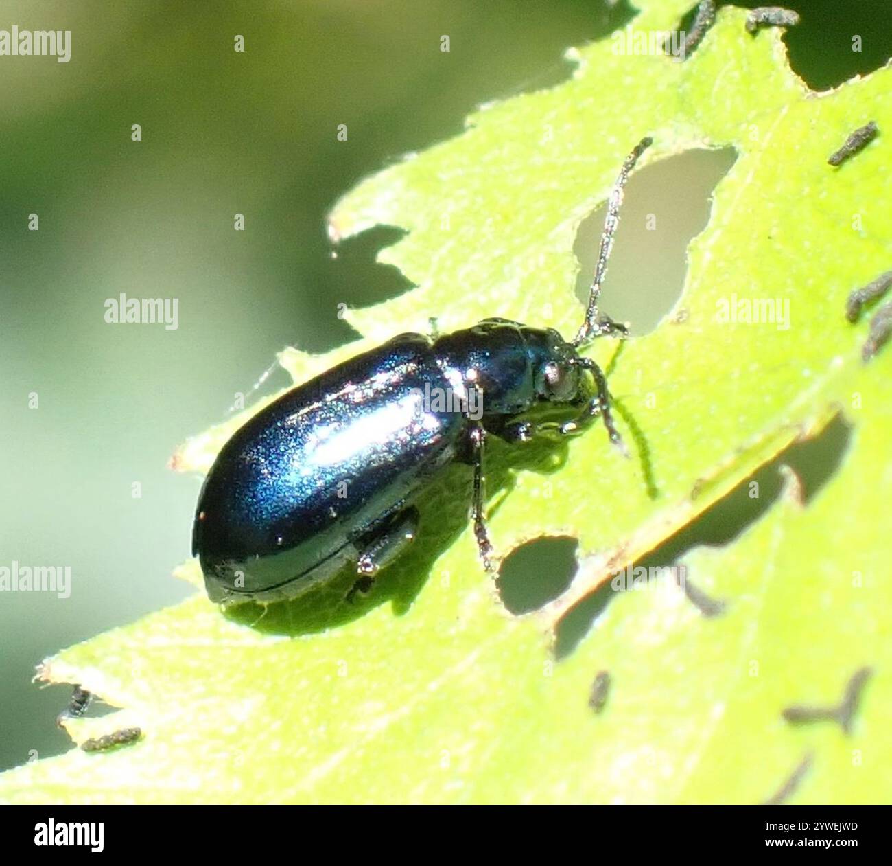 Flea Beetles (Alticini Stock Photo - Alamy
