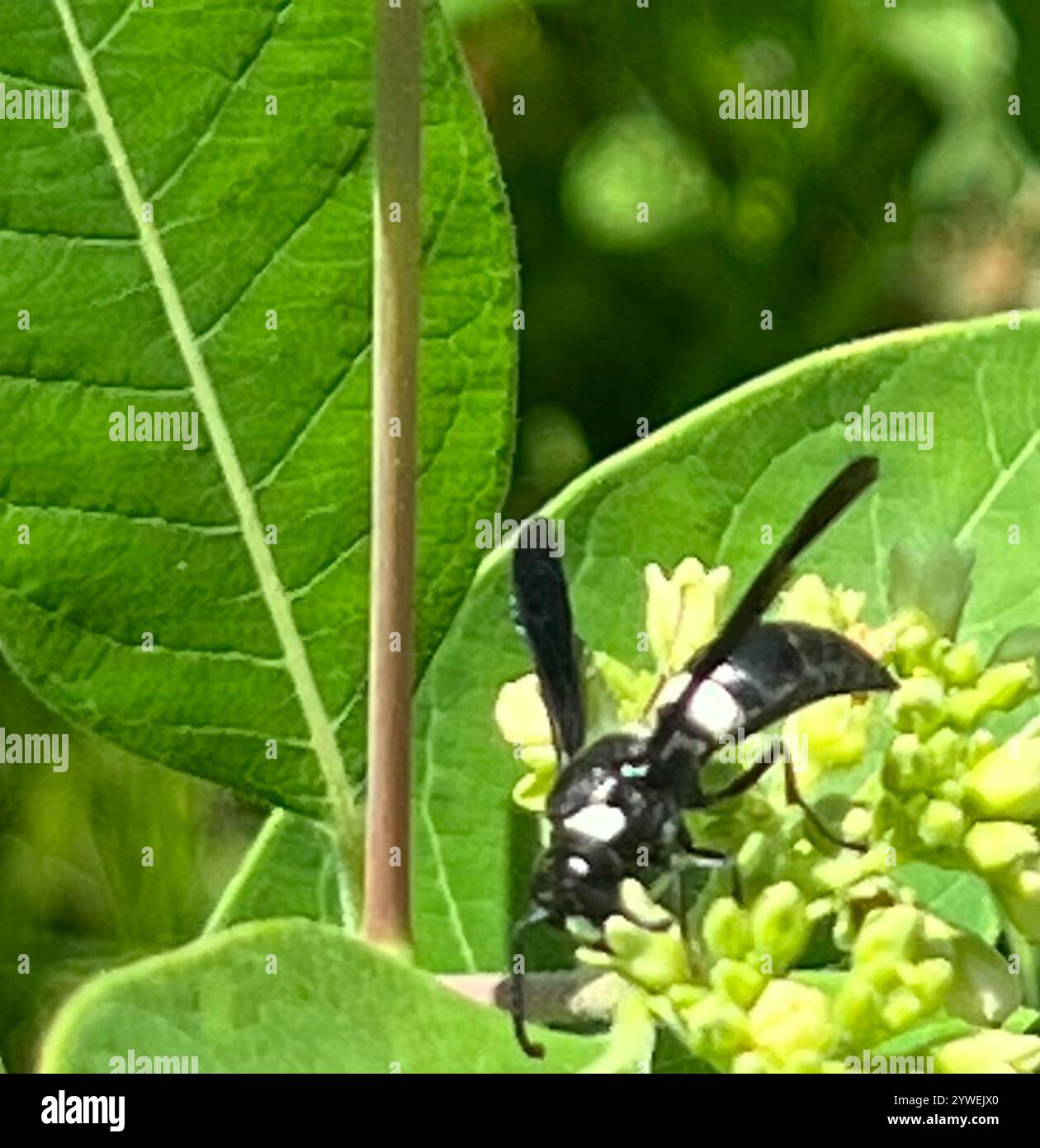 Four-toothed Mason Wasp (Monobia quadridens Stock Photo - Alamy