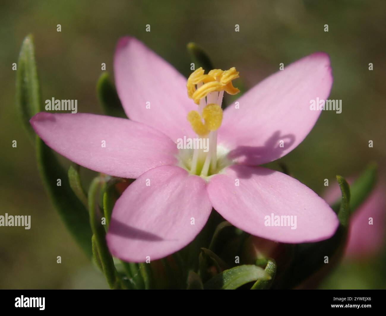 Lesser Centaury (Centaurium pulchellum Stock Photo - Alamy