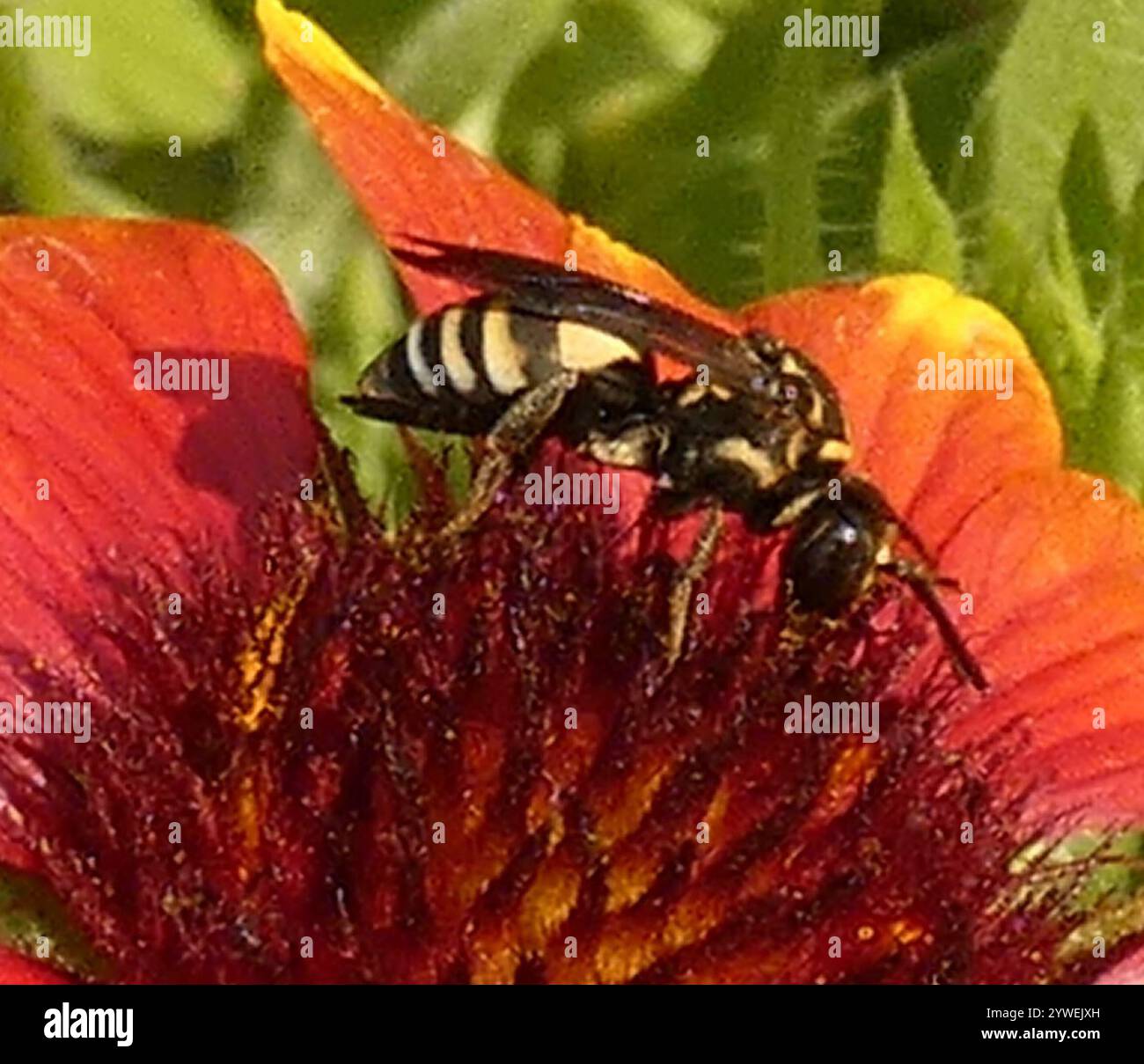 Lunate Longhorn-cuckoo Bee (Triepeolus lunatus Stock Photo - Alamy