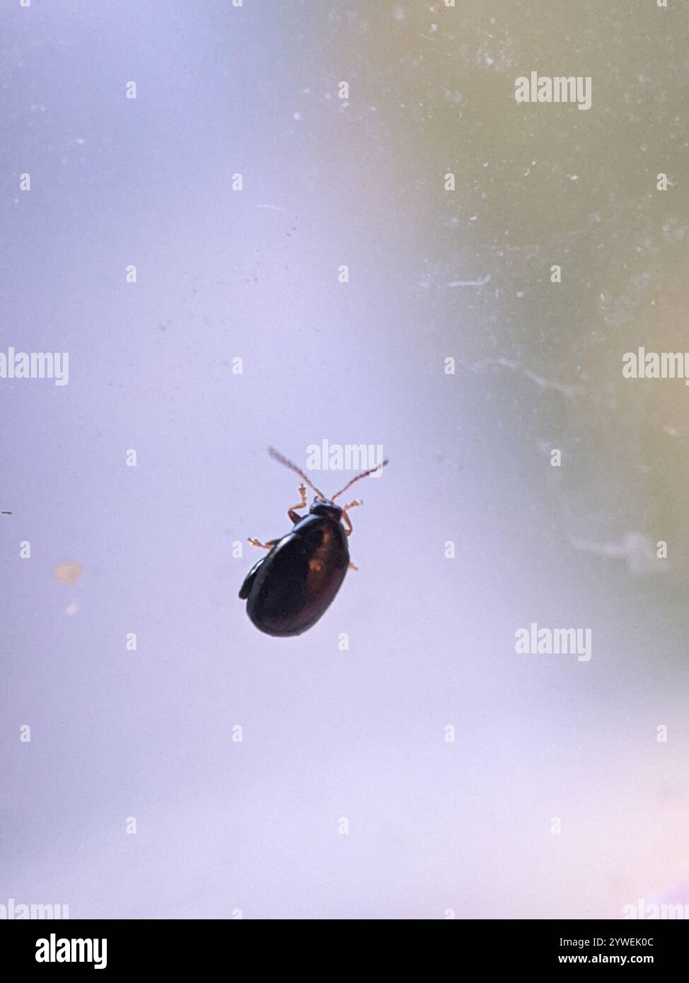 Flea Beetles (Alticini Stock Photo - Alamy