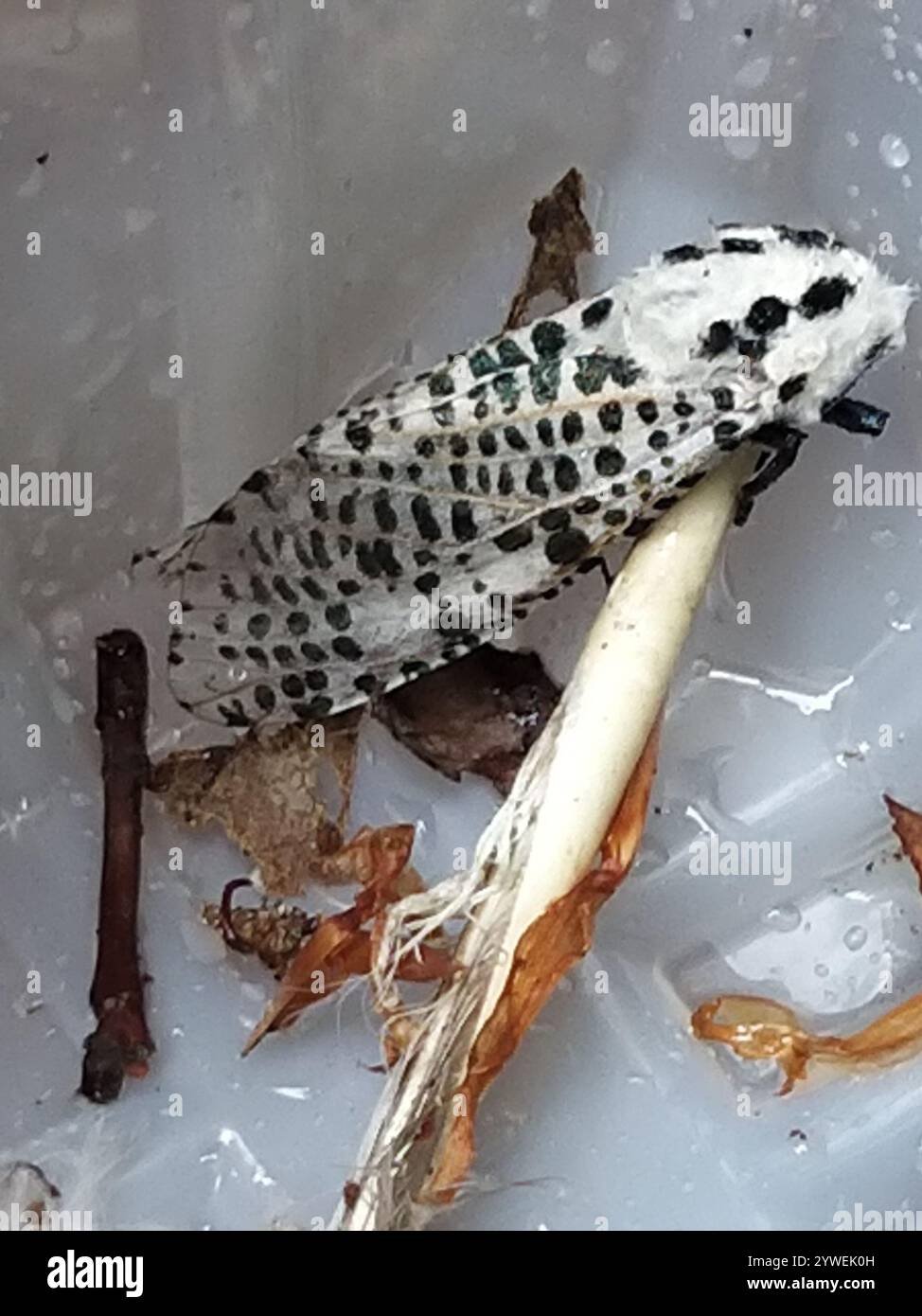 Wood Leopard Moth (Zeuzera pyrina Stock Photo - Alamy