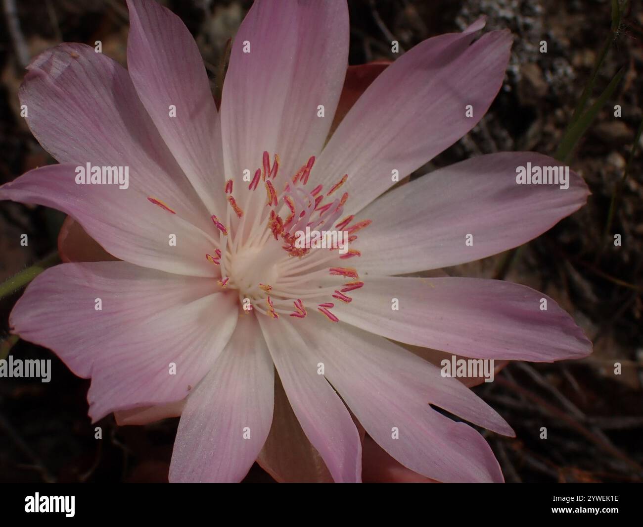 Bitterroot (Lewisia rediviva Stock Photo - Alamy