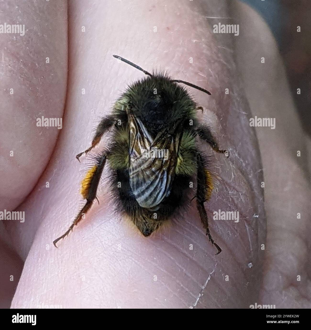 Sitka Bumble Bee (Bombus sitkensis Stock Photo - Alamy