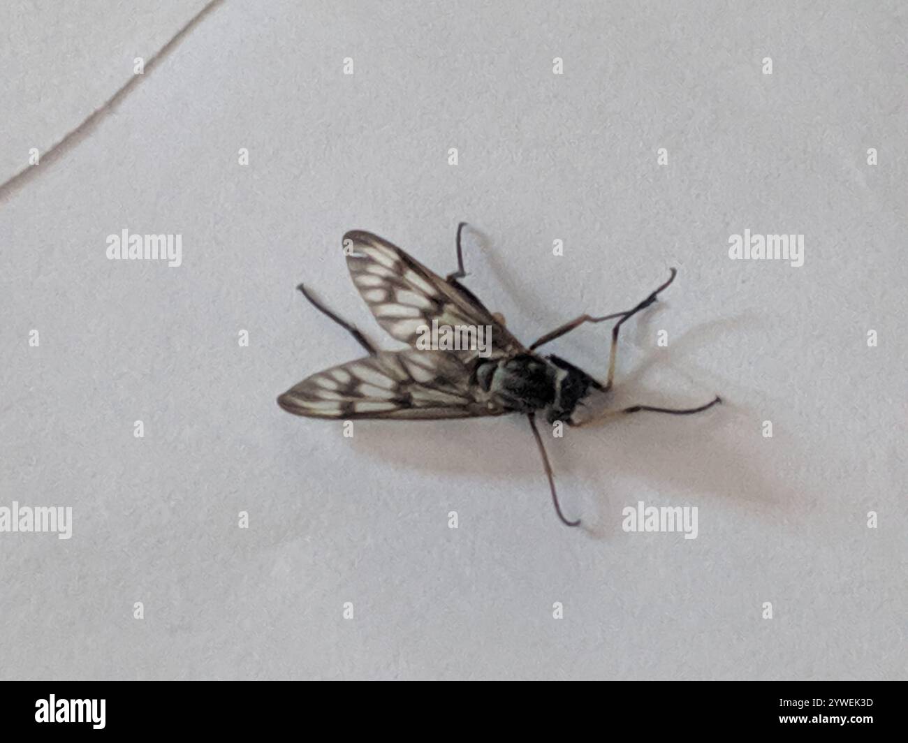 Snipe Flies (Rhagionidae Stock Photo - Alamy