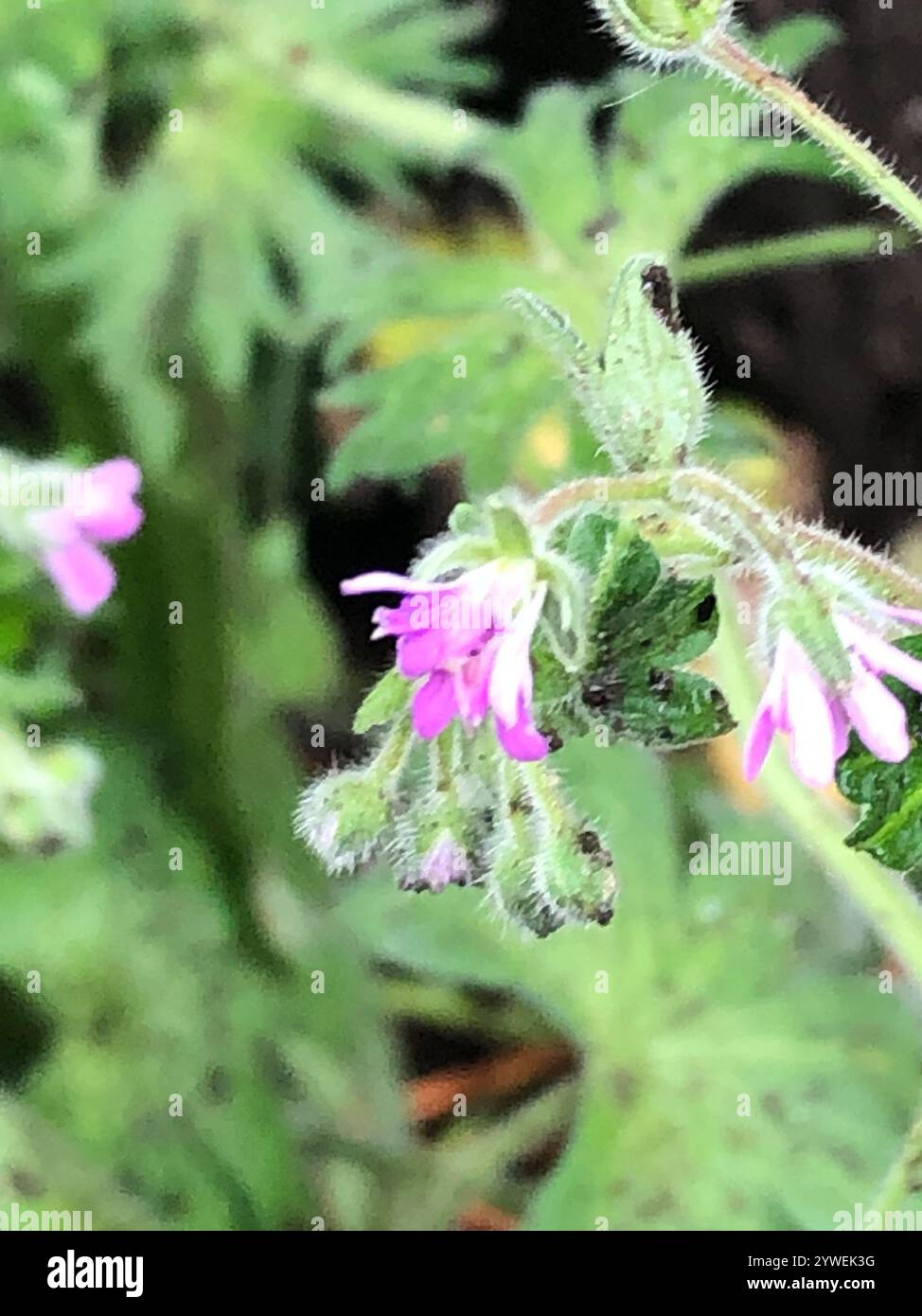 Dove's-foot crane's-bill (Geranium molle Stock Photo - Alamy