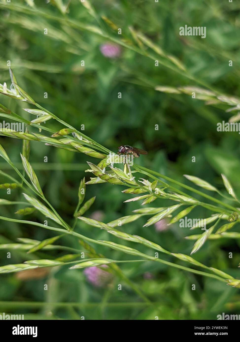 Variable Duskyface Fly (Melanostoma mellinum Stock Photo - Alamy