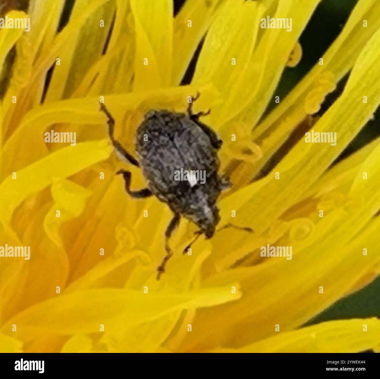 Cabbage Stem Weevil (Ceutorhynchus pallidactylus Stock Photo - Alamy