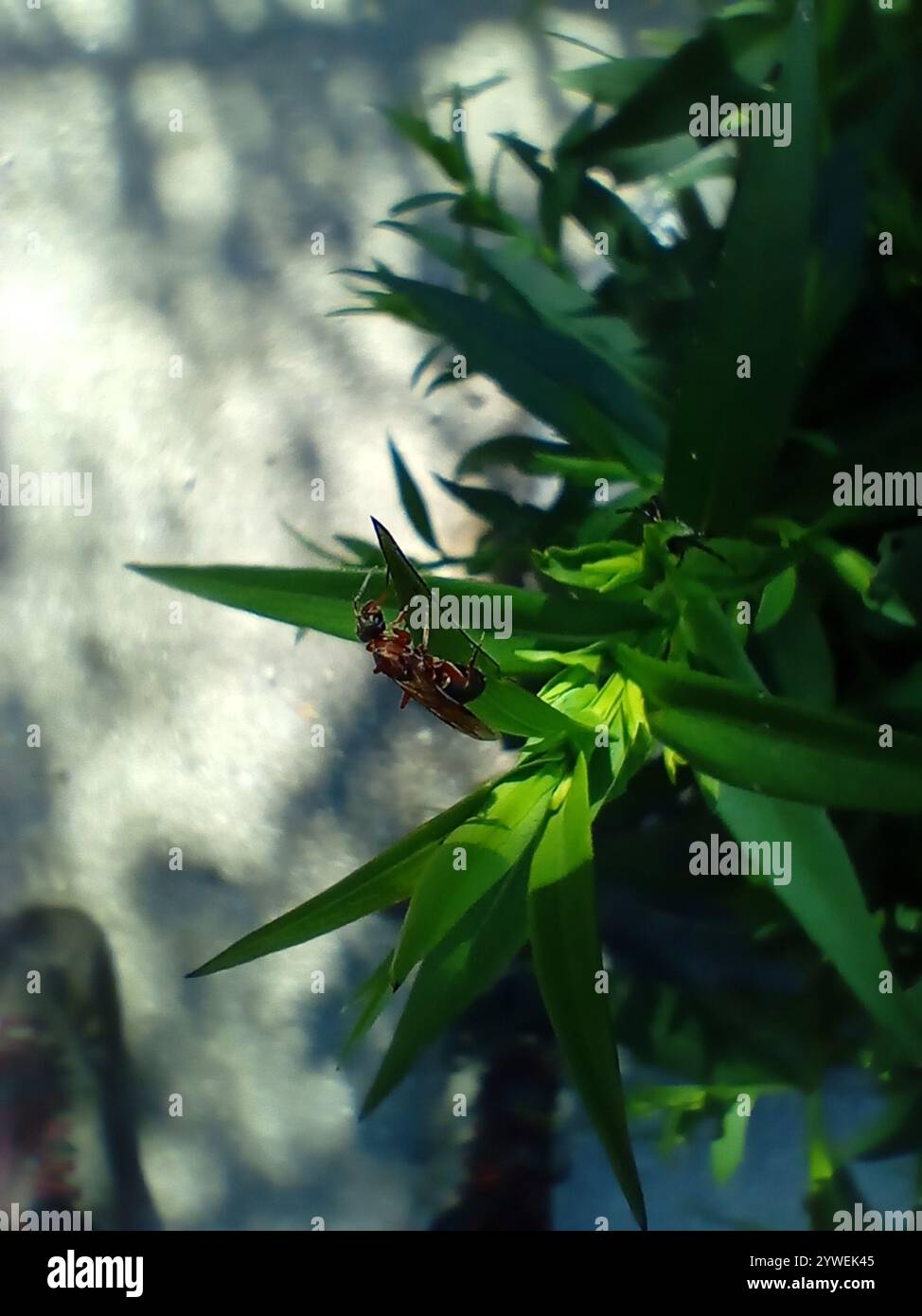 Formica rufibarbis hi-res stock photography and images - Alamy