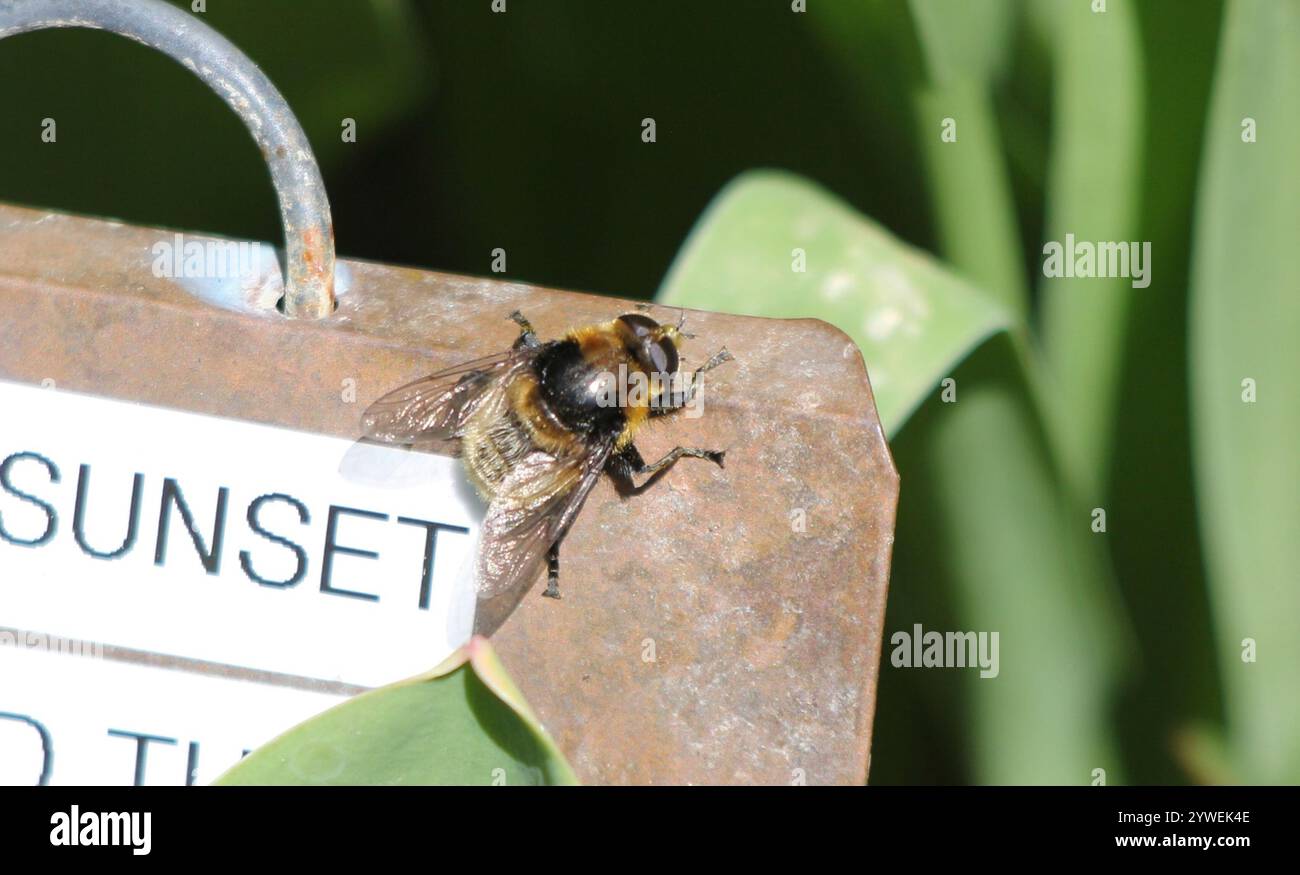 Narcissus Bulb Fly (Merodon equestris Stock Photo - Alamy