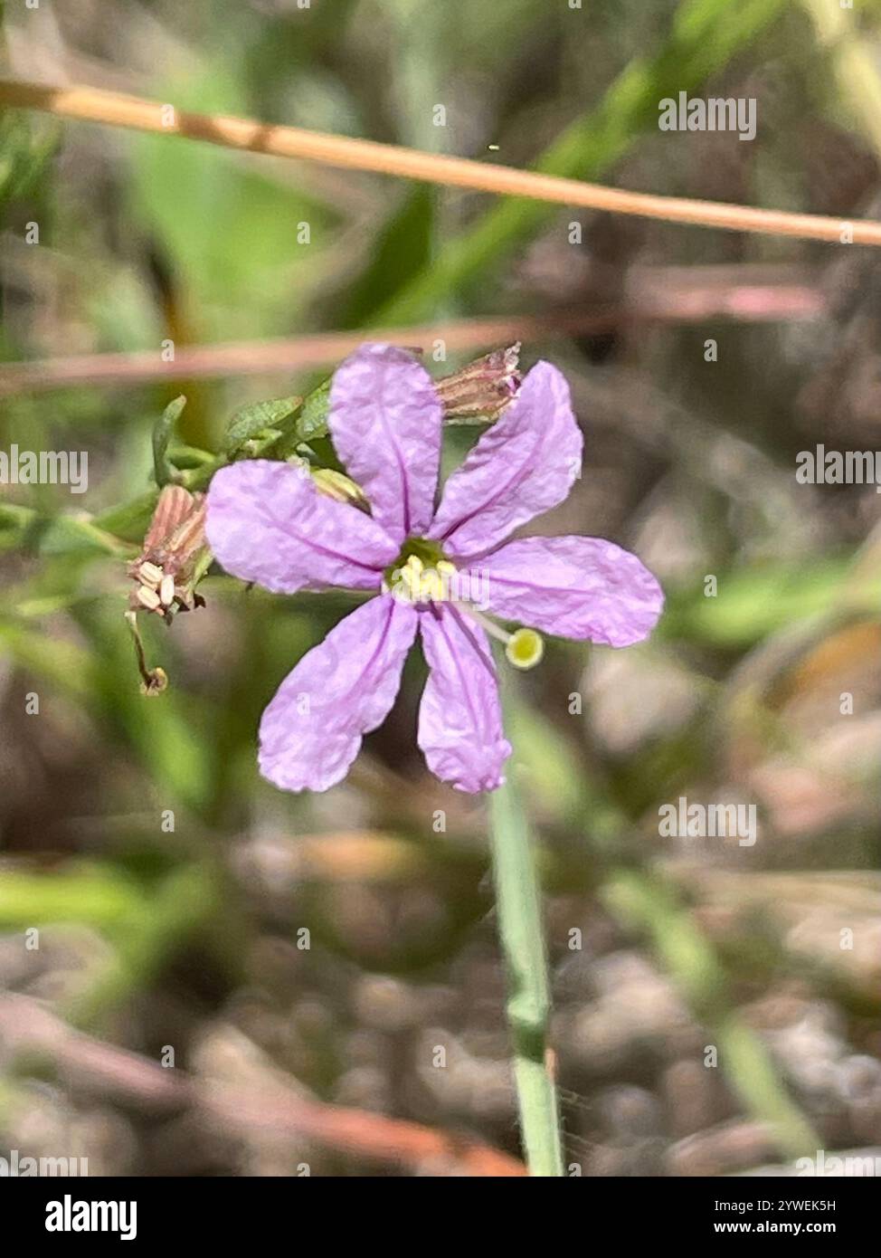 Winged Loosestrife (Lythrum alatum Stock Photo - Alamy