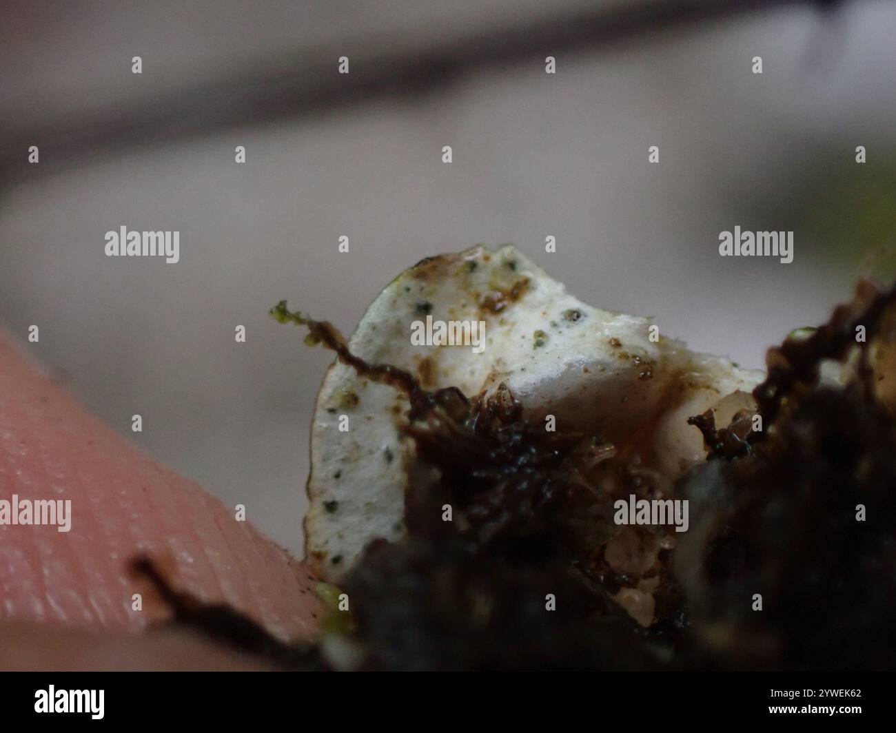 Common Chocolate Chip Lichen (Solorina saccata Stock Photo - Alamy