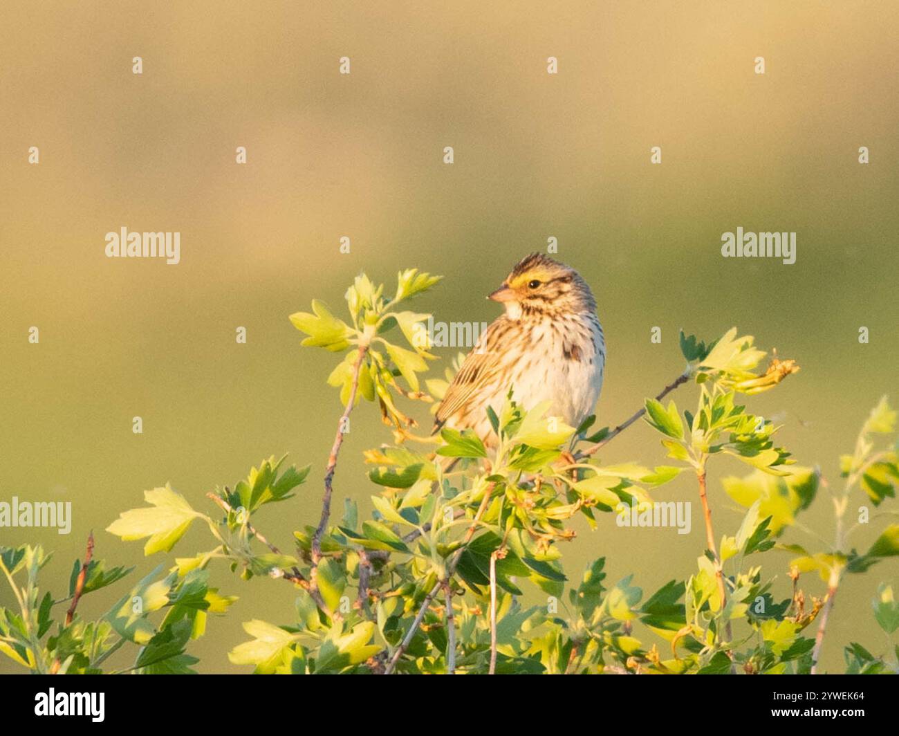 Savannah Sparrow (Passerculus sandwichensis Stock Photo - Alamy