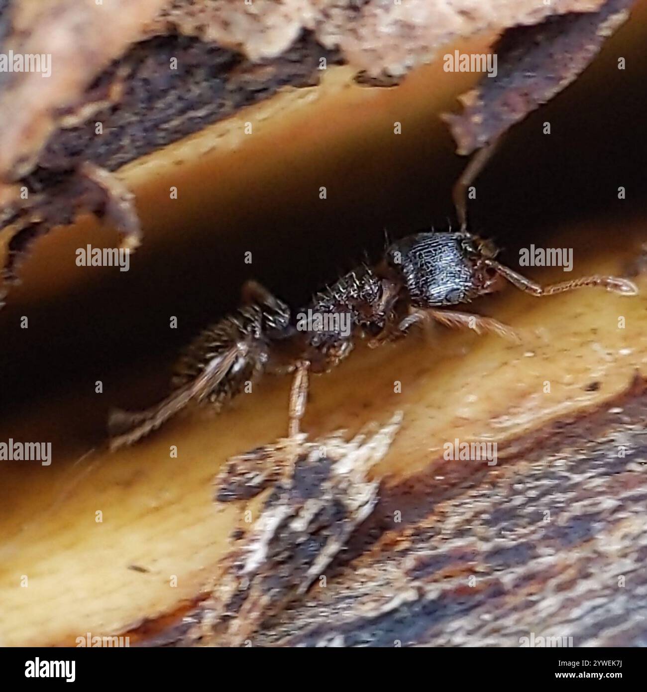 Immigrant Pavement Ant (Tetramorium immigrans Stock Photo - Alamy
