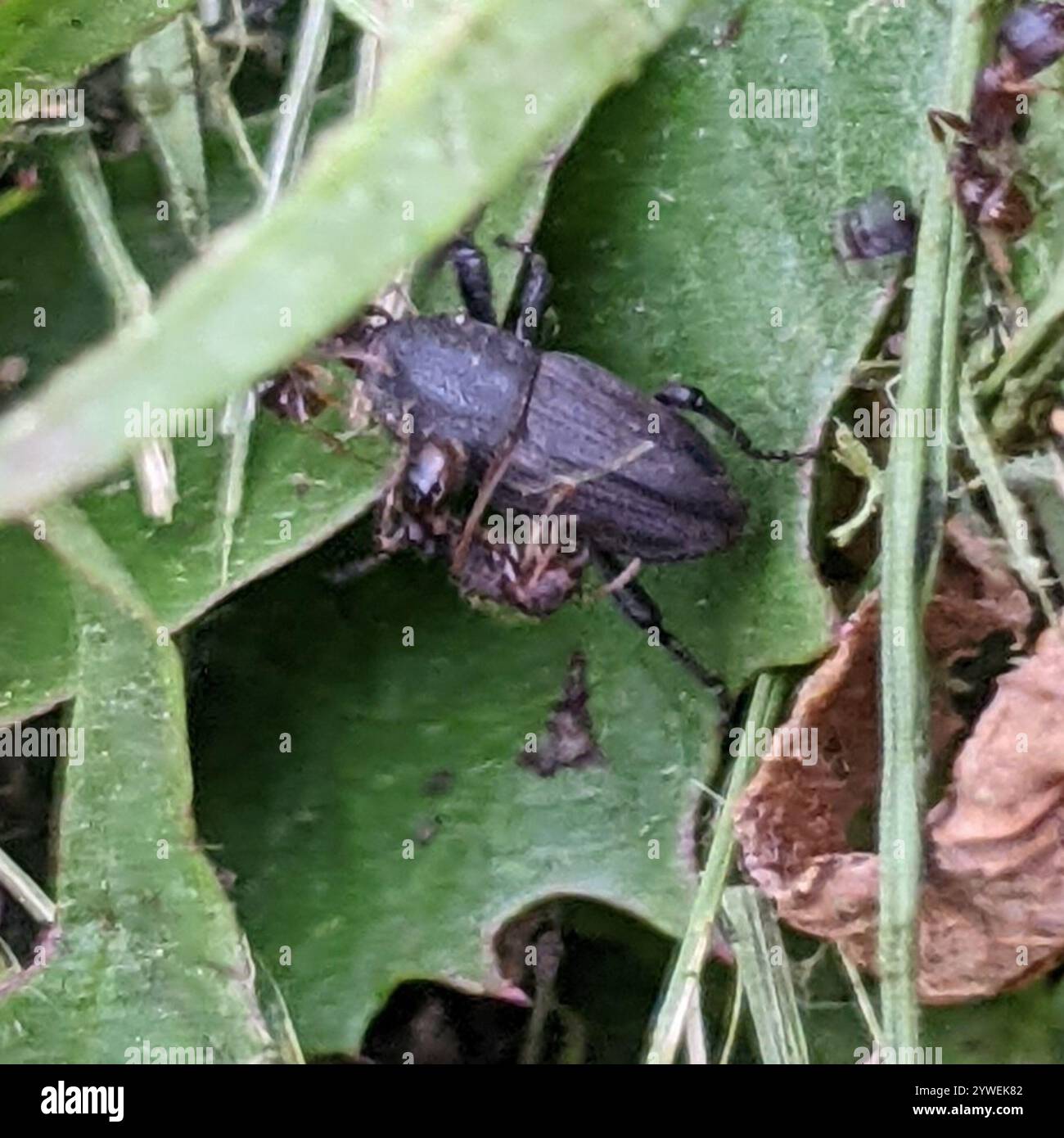 Billbug Weevils (Sphenophorus Stock Photo - Alamy