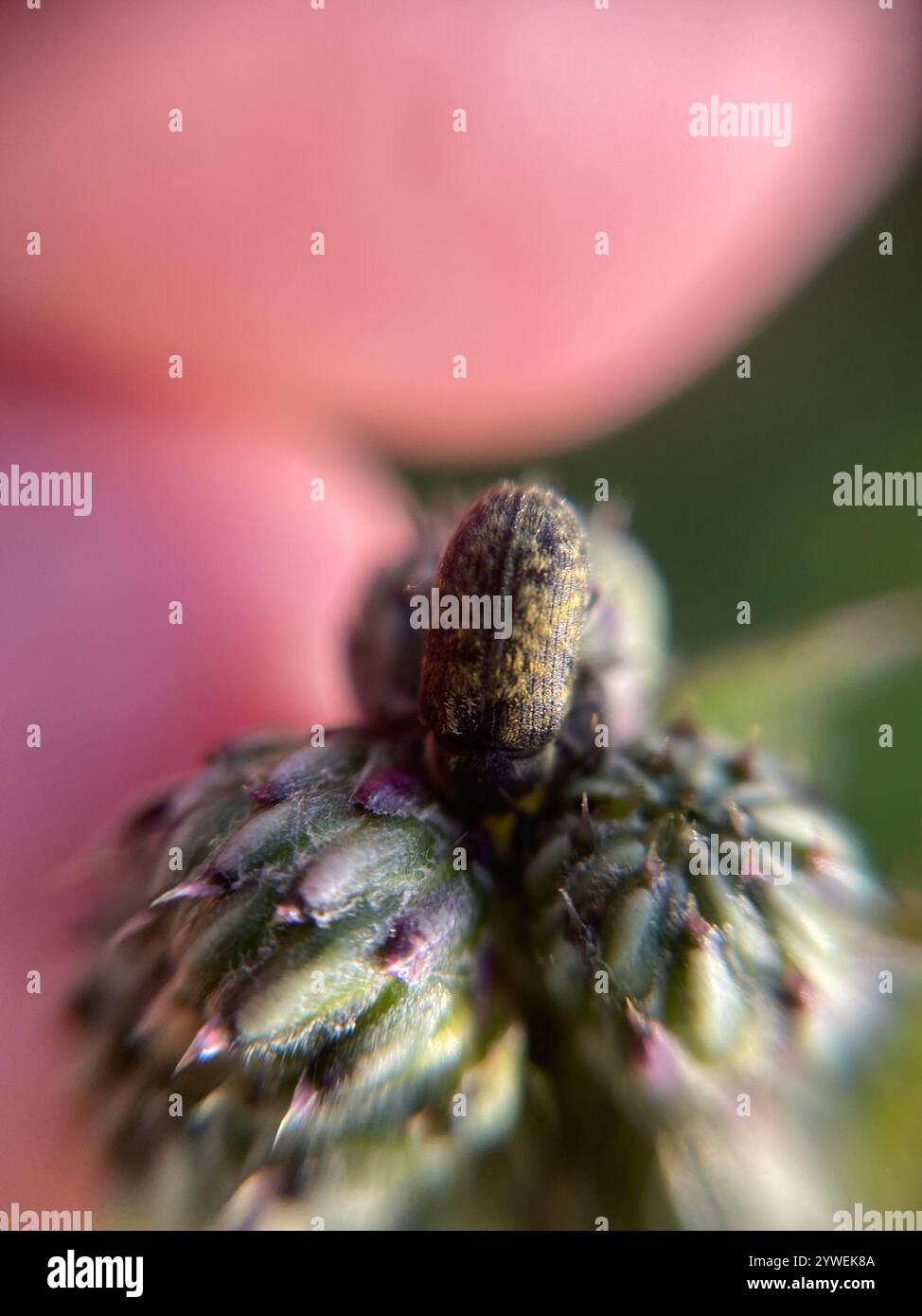 Carlinae hi-res stock photography and images - Alamy