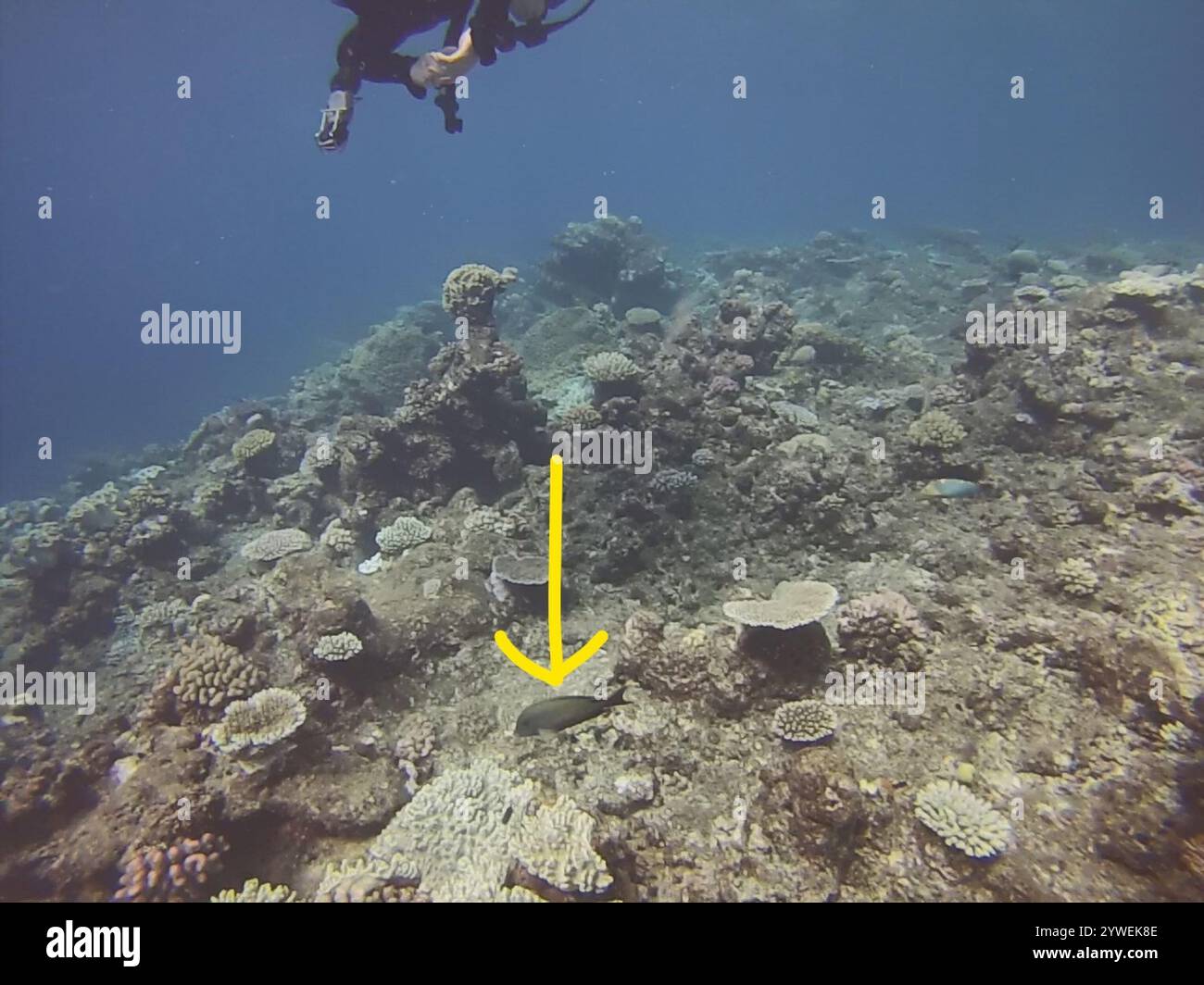 Surgeonfishes, Tangs, and Unicornfishes (Acanthuridae Stock Photo - Alamy