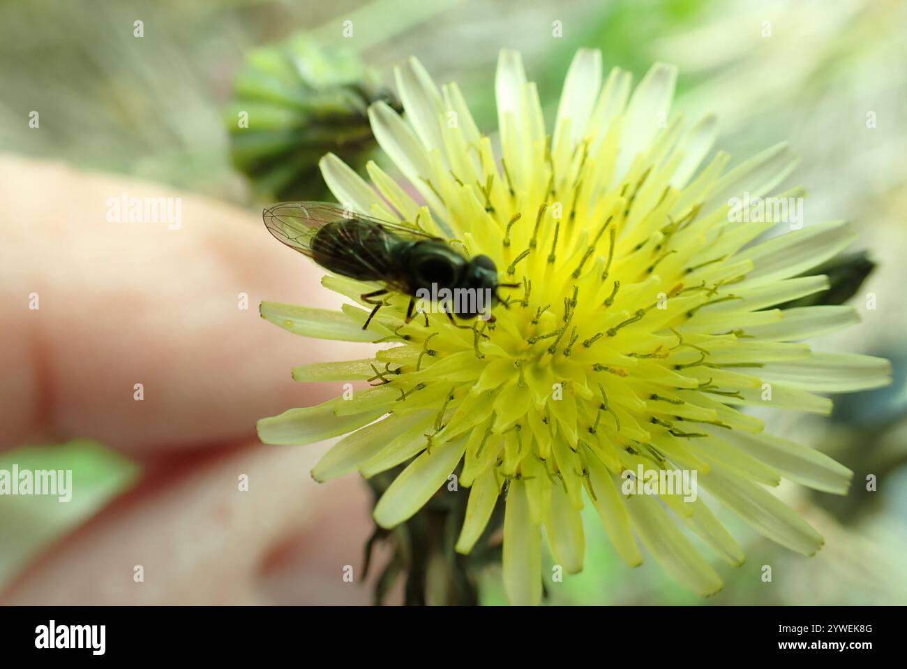 Hover Flies (Syrphidae Stock Photo - Alamy