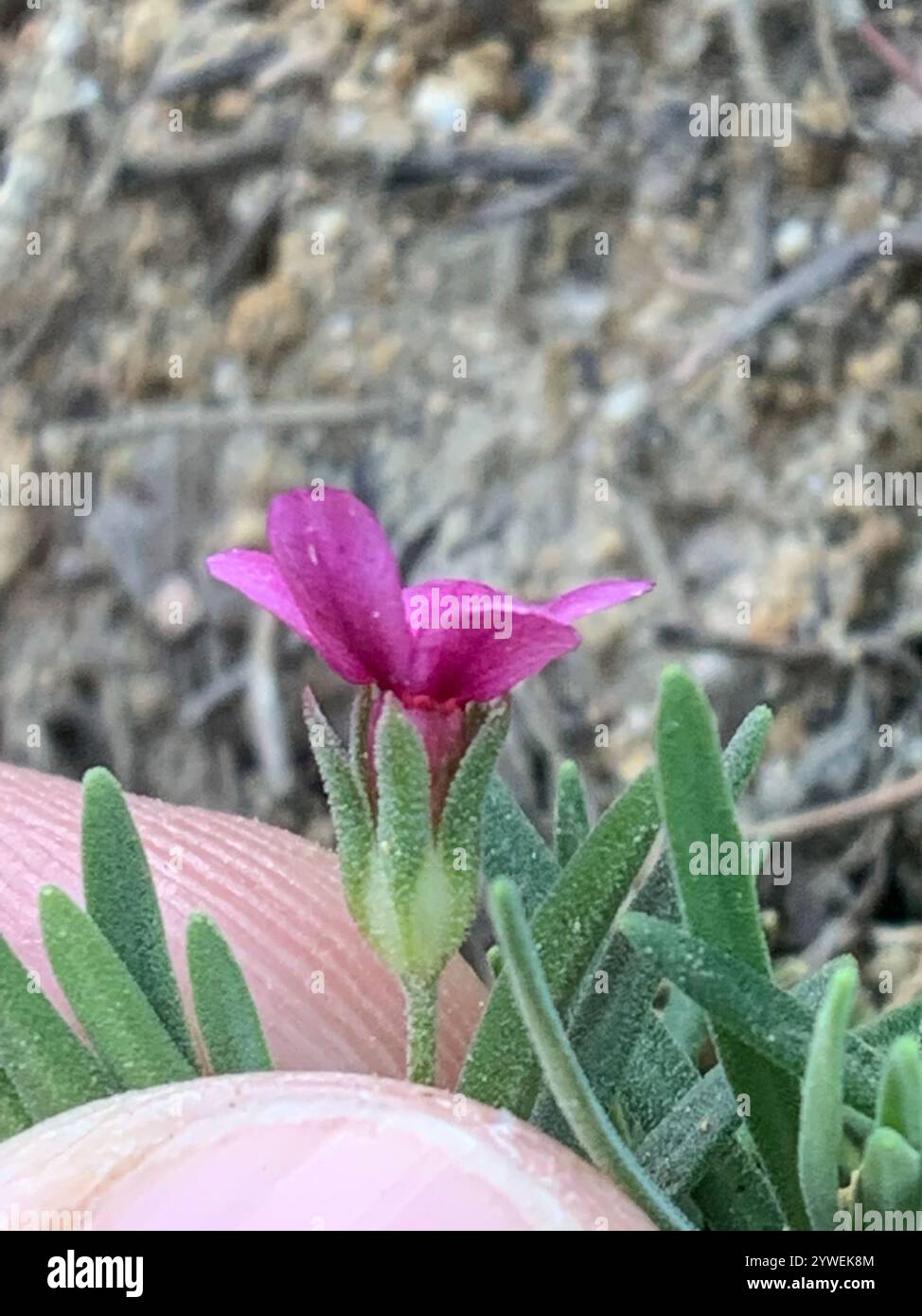 snow dwarf primrose (Androsace nivalis Stock Photo - Alamy