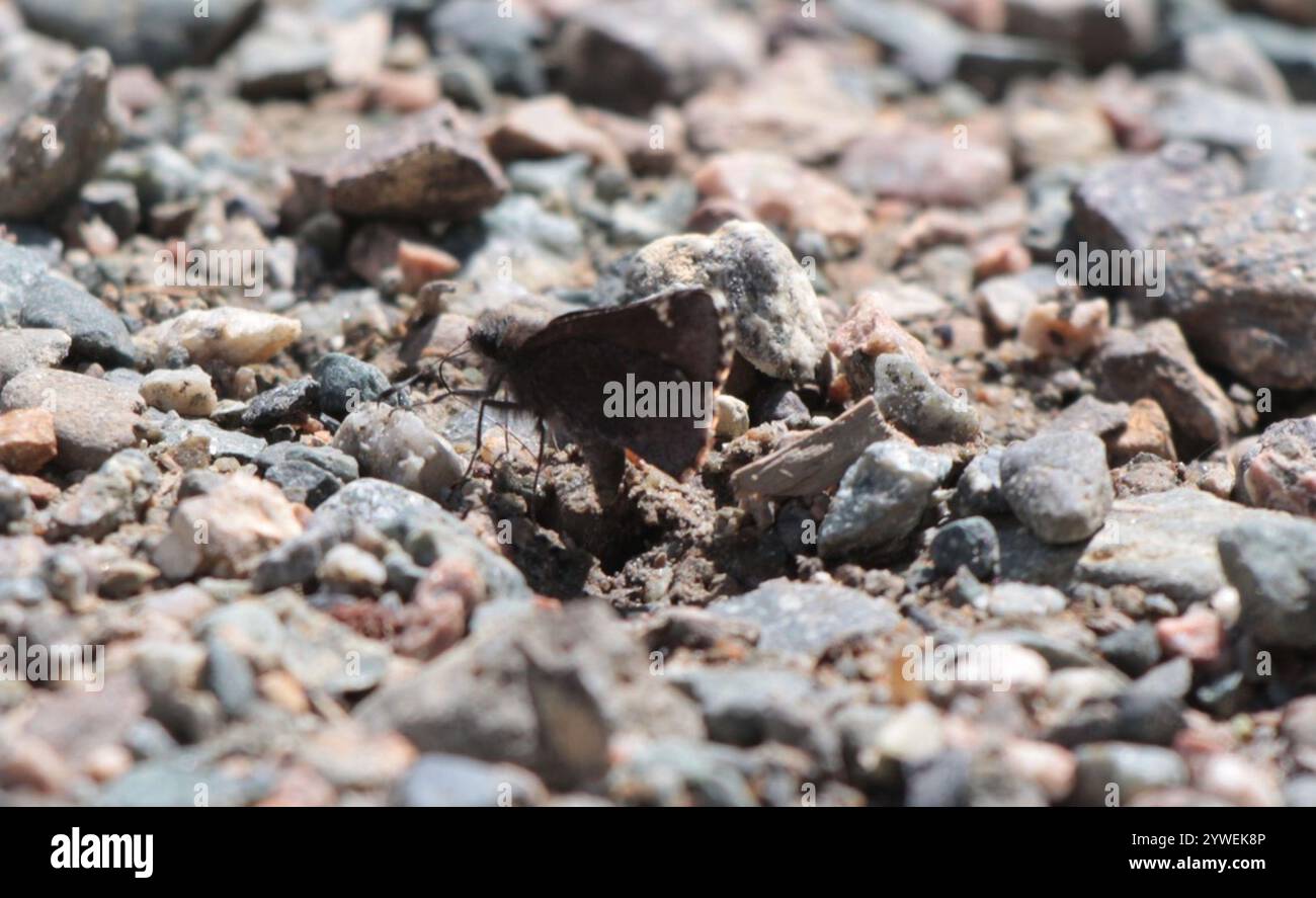 Common Roadside-Skipper (Amblyscirtes vialis Stock Photo - Alamy