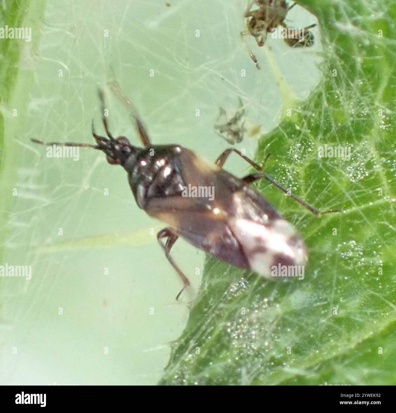 Common Flowerbug (Anthocoris nemorum Stock Photo - Alamy