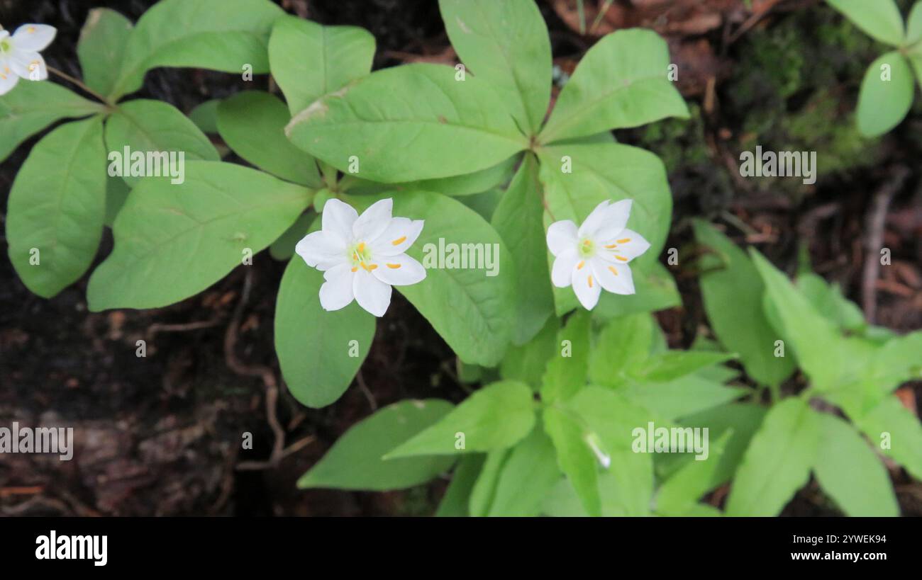 Arctic Starflower (Lysimachia europaea Stock Photo - Alamy