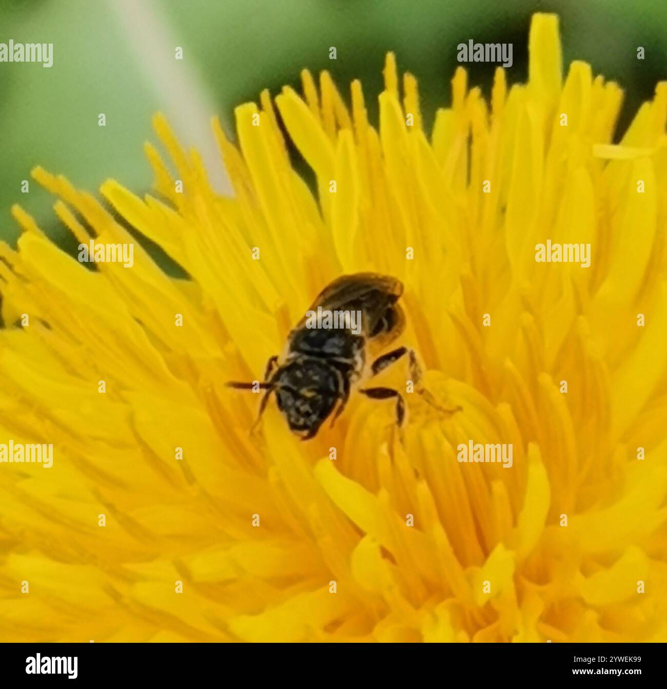 Masked Bees (Hylaeus Stock Photo - Alamy