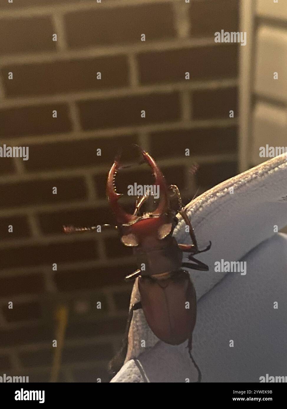 Giant Stag Beetle (Lucanus elaphus Stock Photo - Alamy