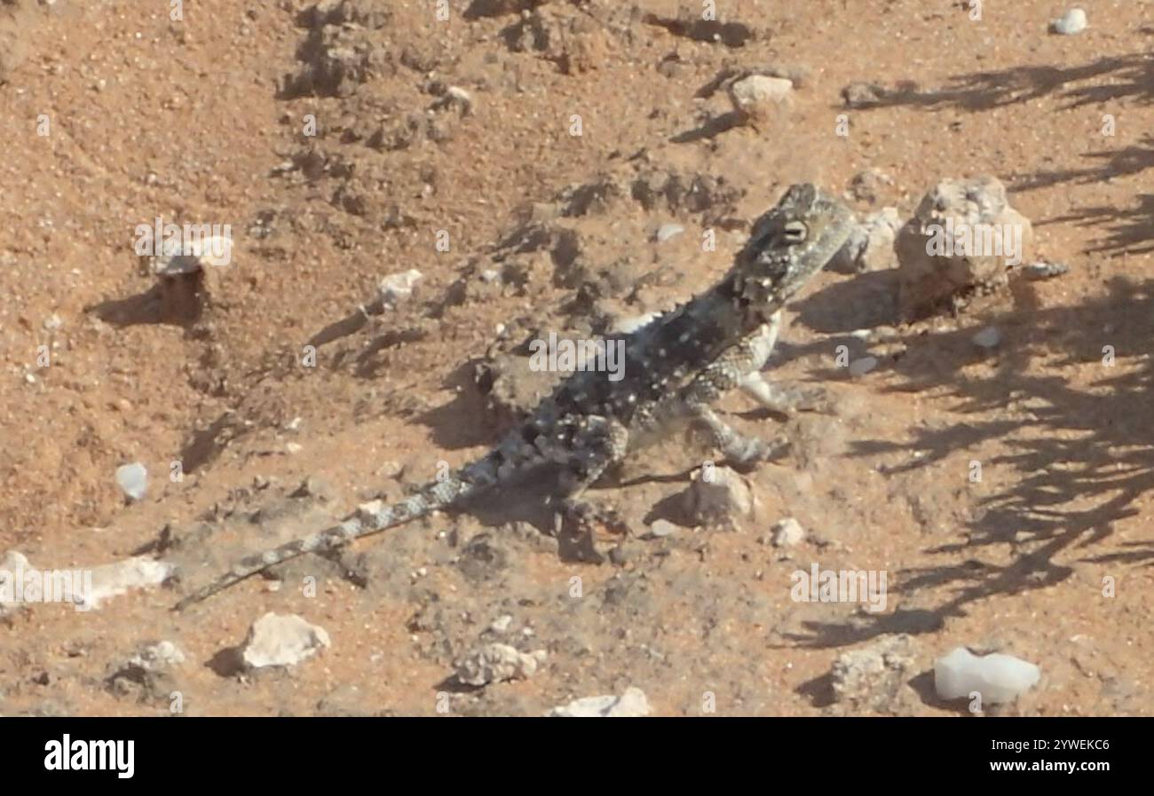 Common Spiny Agama (Agama hispida Stock Photo - Alamy