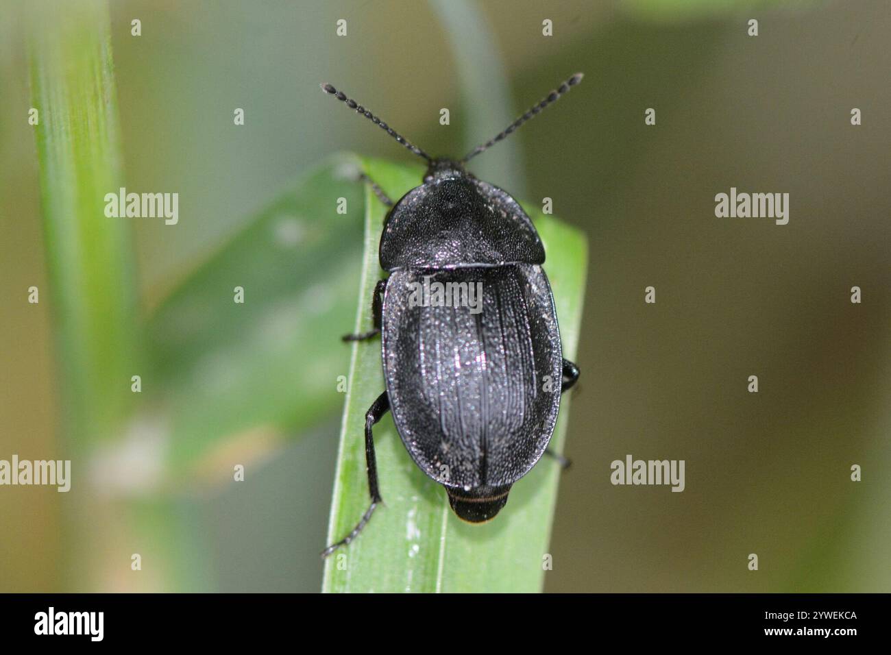 Black snail beetle (Phosphuga atrata Stock Photo - Alamy