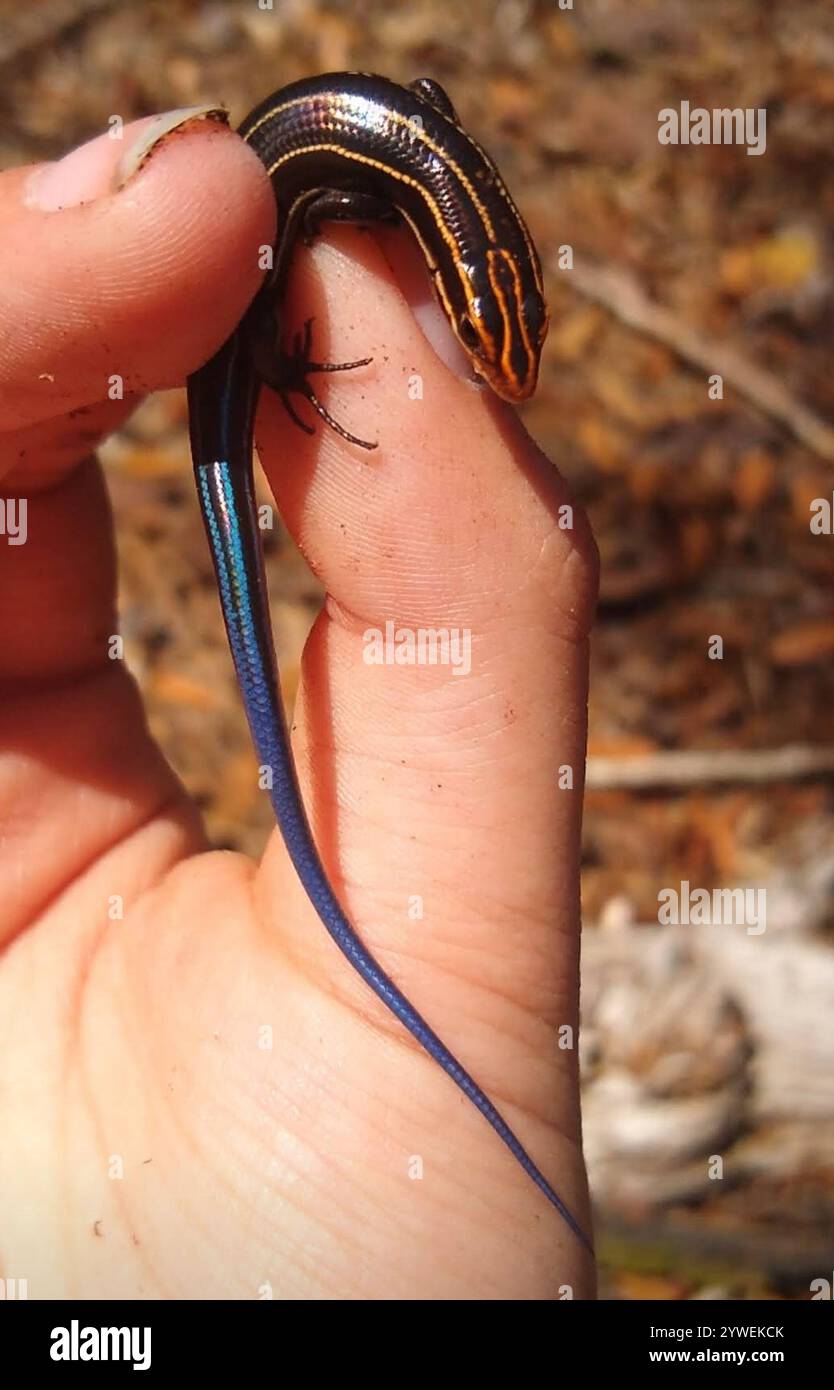 Southeastern Five-lined Skink (Plestiodon inexpectatus Stock Photo - Alamy