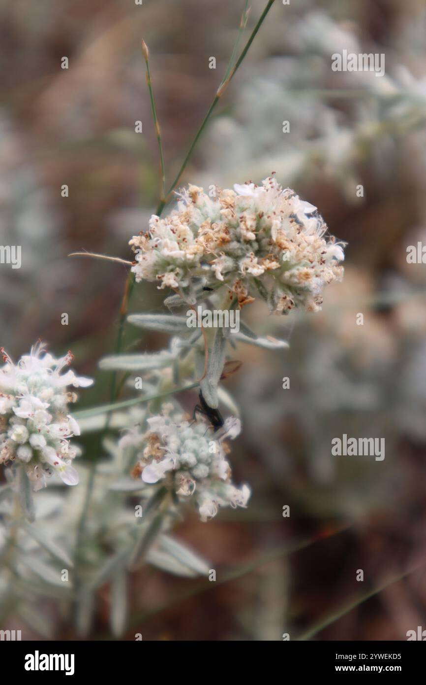 Felty Germander (Teucrium capitatum Stock Photo - Alamy