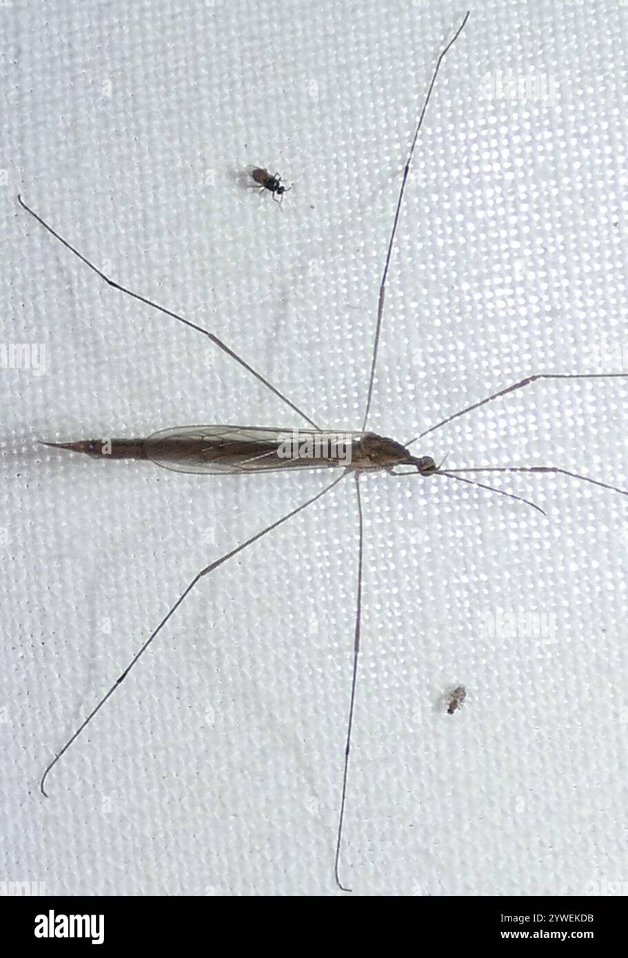 Typical Crane Flies (Tipuloidea Stock Photo - Alamy