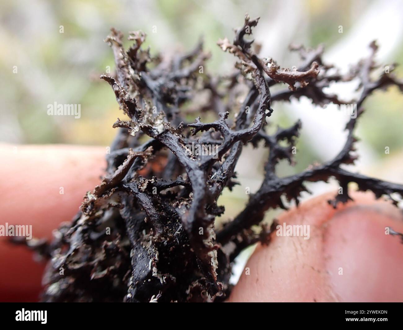 Ascomycete Fungi (Ascomycota Stock Photo - Alamy