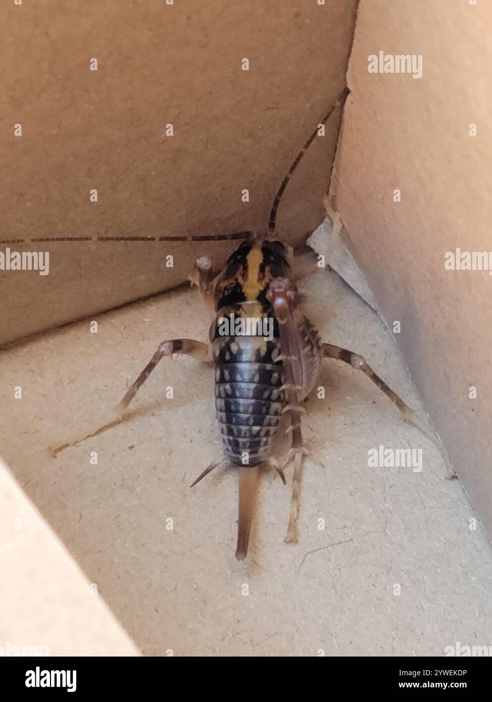 Camel Crickets (Ceuthophilus Stock Photo - Alamy