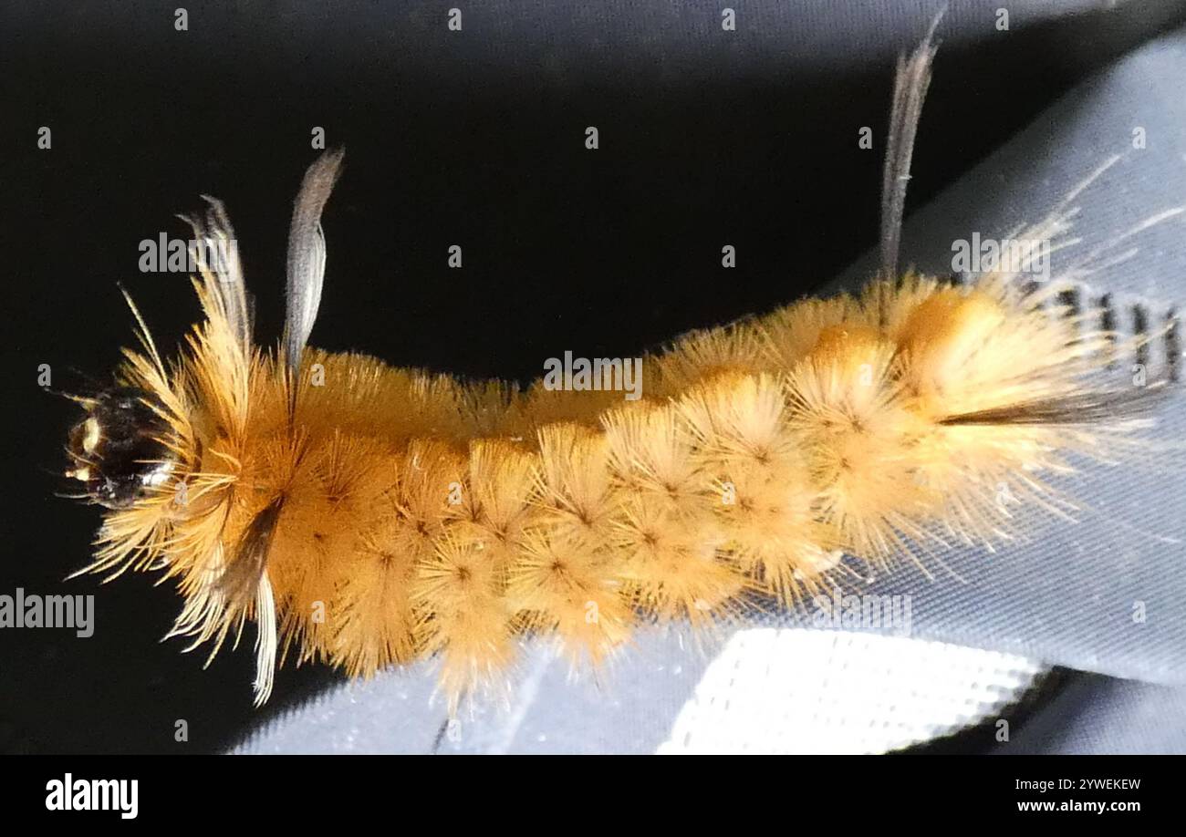Banded Tussock Moth (Halysidota tessellaris Stock Photo - Alamy