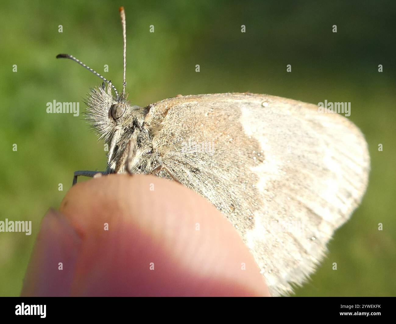 Common Ringlet (Coenonympha california Stock Photo - Alamy