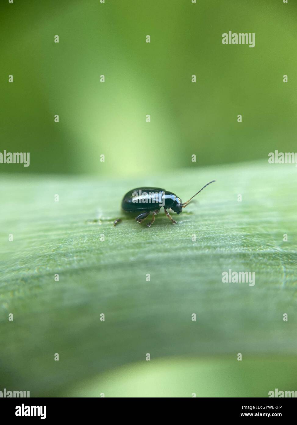 Aphthona nonstriata hi-res stock photography and images - Alamy
