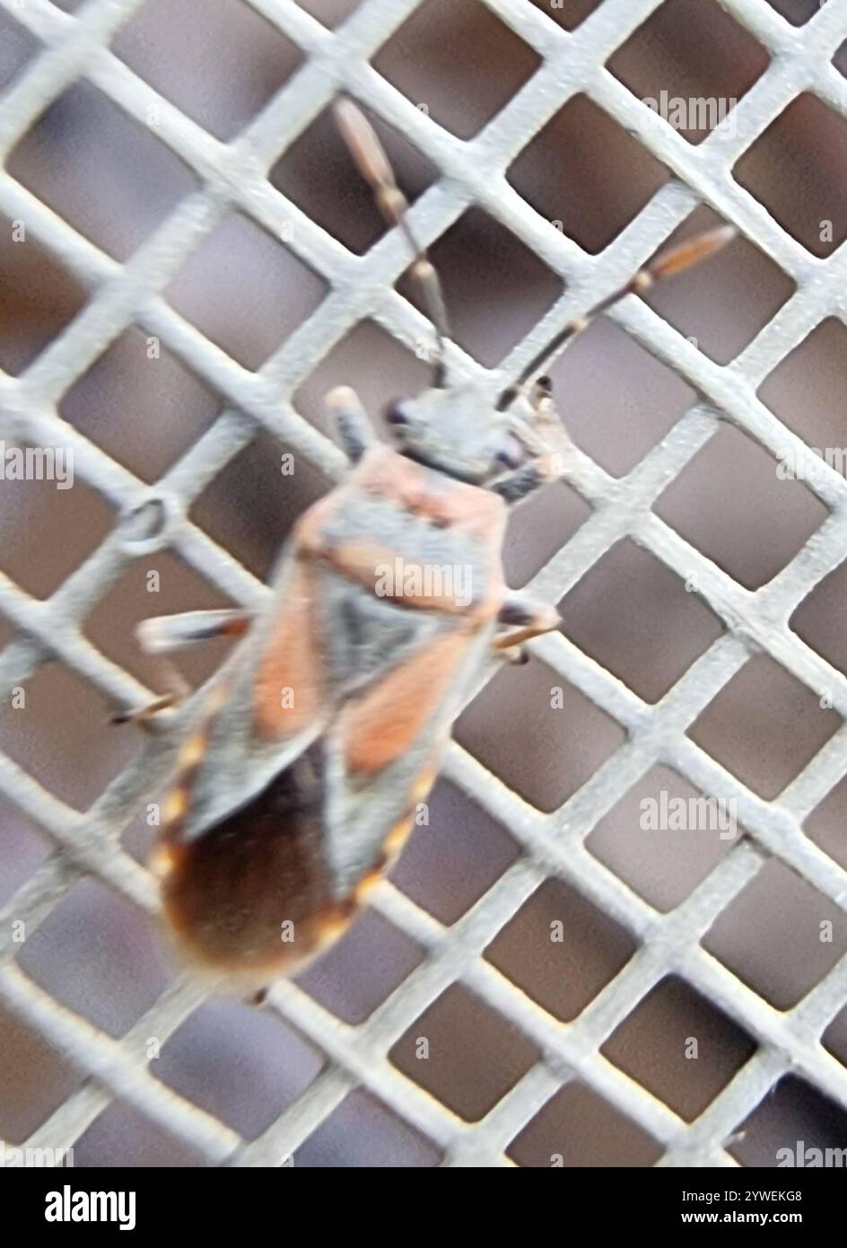 Elm Seed Bug (Arocatus melanocephalus Stock Photo - Alamy